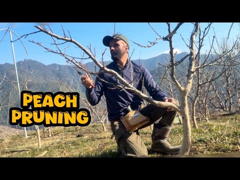 How to Prune a Peach Tree | Step by Step Guide