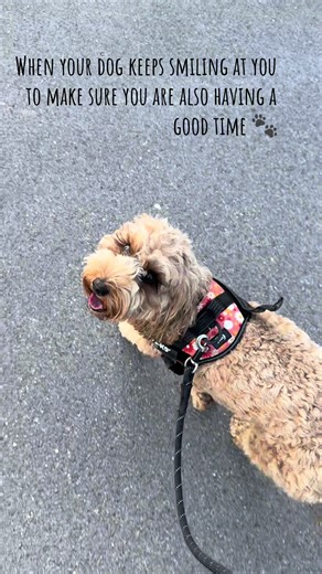Understanding Cockapoo Behavior: Smiles and Joy