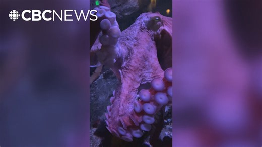 Beloved California octopus showered with love and farewells on her final days