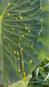 Golden Honeycomb Cut Open 🍯✨ | Liquid Gold Inside! #fyp #honeycomb #Amazing | Q Bee