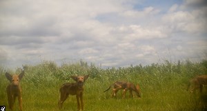 It’s Conservation Saturday! Last week, the U.S. Fish and Wildlife Service (USFWS) announced that four litters of pups were born in the Eastern North Carolina Red Wolf Population this spring. We are thrilled to share that one of the litters of pups was produced by Wolf Haven-born American Red Wolf M2191 (Finch)! M2191 was released from Wolf Haven onto Alligator River National Wildlife Refuge in January 2024, where he became the breeding male of the Milltail Pack. This is his second litter of pups