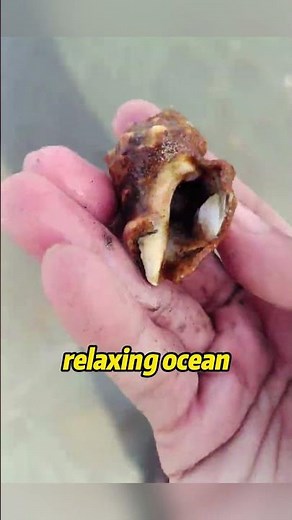 Why Can You Hear the Ocean in a Seashell?🤔#seashell sound#sea# ocean noise#sound reflection
