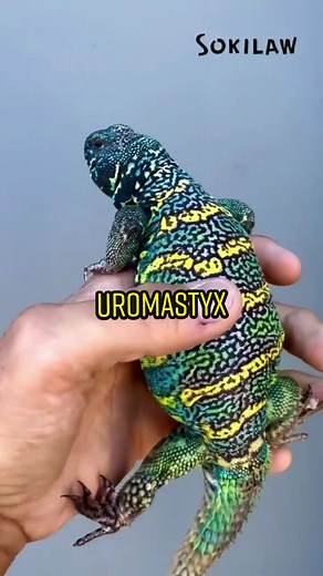 Fascinating Facts About Uromastyx: A Detailed Guide