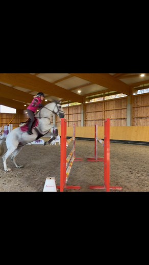 Hättet ihr gedacht, das spanische Pferde so gut springen können? Das ist Torres mein PRE Hengst , ich habe ihn seitdem er 5 Jahre alt ist selbst zum Springpferd ausgebildet und reite ihn auch Turnier im Moment bis L Springen.#jumping #equestrian #stallion #pre #purarazaespañola #hengst #showhorse #springpferd #showjumper #competition #springen #horsesoftiktok #horseaddict #horselover #