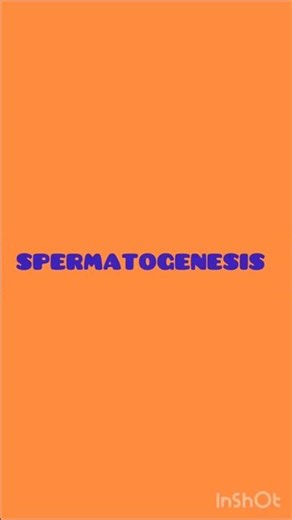 Spermatogenesis notes