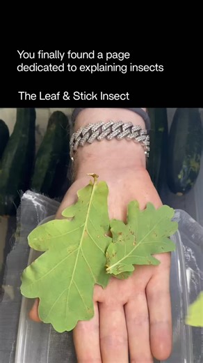 Explaining Insects 🦋 on Instagram: "The leaf and stick insects are masters of disguise in the insect world. They belong to the order Phasmatodea, and their entire survival strategy revolves around camouflage. Stick insects look like twigs or branches, while leaf insects mimic real leaves so perfectly that even the veins and edges appear natural. These insects move slowly and gently, often swaying as if moved by the wind, making them even harder to spot. They are herbivores, feeding mainl
