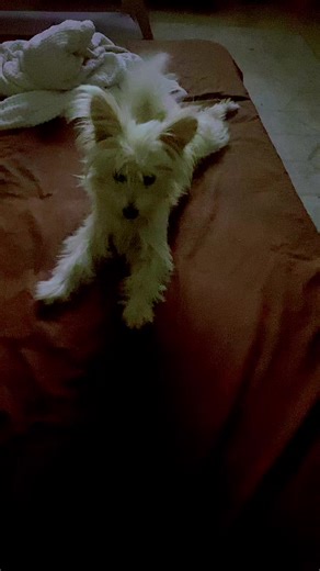 Understanding Empathic Intuition with Muyu