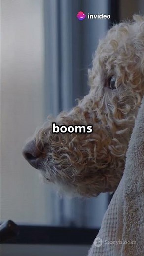 Why Dogs Are Afraid of Thunder