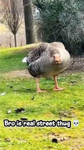 Angry Geese Chasing People — “Bro is the FINAL BOSS 💀🦢”