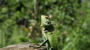 Handheld face video of a male common green forest lizard (Calotes Calotes), is in breeding season, staring around and open its mouth to attract females then climbing down from the Concrete fence post