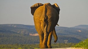 Avon River site for WA open range zoo