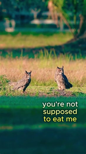 Two Owls Vs Squirrel #animalvoiceover #funny #owl