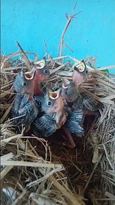 baby java sparrow #birds#javasparrow