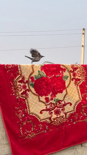 • Crows are highly intelligent and always on alert for predators (especially hawks or owls) or threats (like humans they don't trust). • Sentinel Behavior: When foraging, one crow will often perch in a high, exposed spot (the "sentinel") while others feed. It constantly shifts its position and angle to get the best possible view of the entire territory. #TheCrowFlies #ConstantMotion #CrowPerch #BirdInFlight #AlwaysMoving #PerchAndObserve #CrowIntelligence #Corvid #BirdBrain #SmartBirds #HighlyIn