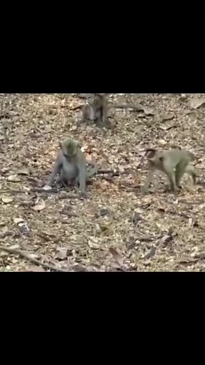 #monkey #red #light #laser #silly