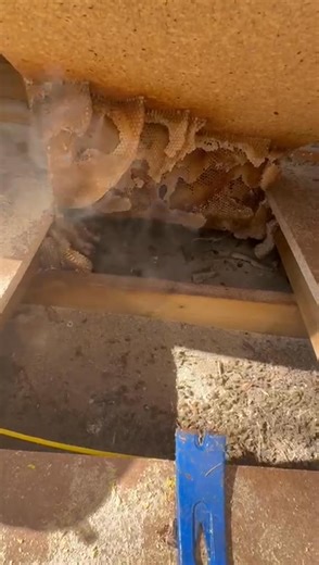 🐝 Massive Beehive Removal in Wembley – North of Perth! 🐝 Today our team at Bee Rangers Perth safely removed and re-homed a huge hive that had been living under the flooring of an outdoor backyard shed in Wembley for over a year! 🌿 We carefully cut the flooring, explained the full process to the client, and safely re-homed the bees to keep them thriving 🐝💛 The client was very happy with our professional and eco-friendly approach. At Bee Rangers Perth, we remove swarms and hives safely — cove