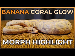 Understanding the Confusing Banana and Coral Glow Ball Python Gene!