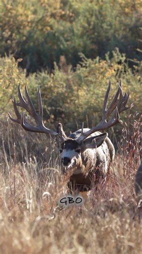 551K views · 11K reactions | Monster - Giant - Toad - Hoss - Freak. How would you describe this huge mule deer buck? | Good Bull Outdoors | Facebook