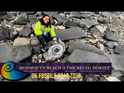 Fossil Hunting at Monmouth Beach, Lyme Regis | UK Fossils Road Tour