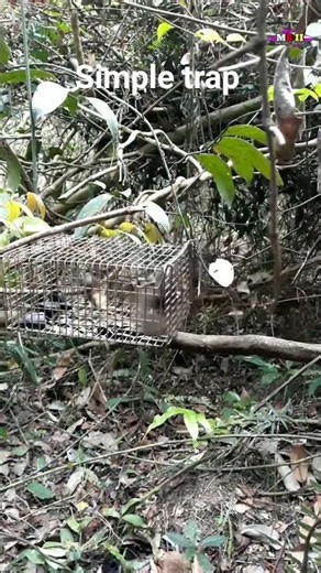 very sharp trap for any bush animals#howto #tutorial #learnthis #tricks