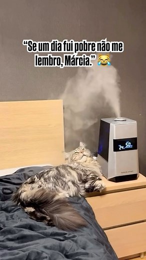 Quero gatinhos | Que calor, gente! 🥵 Siga @quero.gatinhos #calor #gato | Instagram