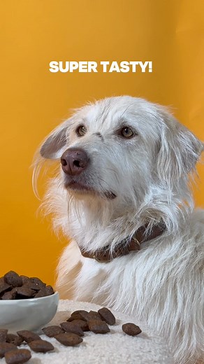 269K views | Mehr als nur ein Snack – ein echtes Geschmackserlebnis für deinen Hund! - mit innovativem Fermentationsprotein - Hypoallergen - Außen knusprig, innen cremig & besonders lecker! | VEGDOG - von Tierärzten entwickelt | Facebook