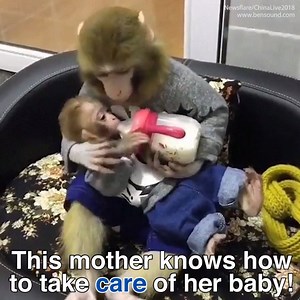 Monkeys or humans? 😮 | Daily Mail Video