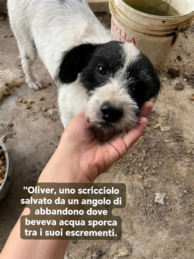 5K views · 136 reactions |  Oliver – Salvato da una vita di...