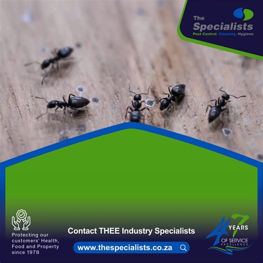 You might not see them, but ants are already plotting their winter...