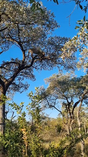 7.3K views · 81 reactions | Leopard feeding up in a tree #wild #epic #leo #lions #wildlife #nature #animals #amazing | African Bush Kingdom | Facebook