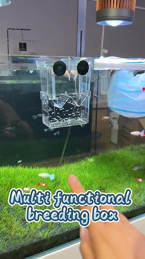 Fish Warrior on TikTok