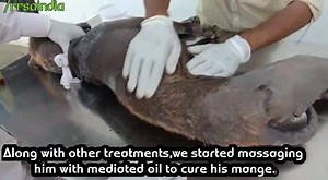 Mukeshbhai from Davol village informed us for this dog.A dog with severe mange infection along with a huge wound infested with many maggots inside and so the restless dog was roaming here and there from one society to another. By seeing his worst condition,we decided to carry him at shelter,once we brought him to shelter,our Vet. Dr.Nilofar started his further treatment including bath with medicated shampoo followed by massage with mediated oil. The dog is completely recovered now,his antirabies