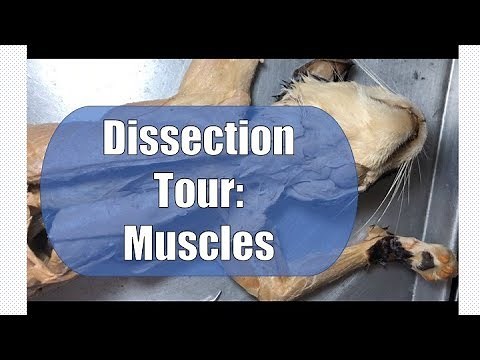Dissection Tour: Major Muscles