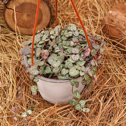 5" Live Succulent Plants, Ceropegia Woodii, Easy Care Plants - Etsy