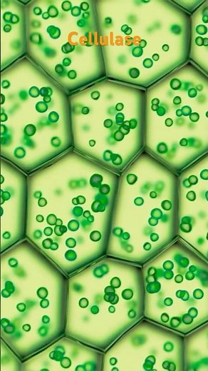Cellulase: The Enzyme That Breaks Down Cellulose #htet #ctet #biology #education