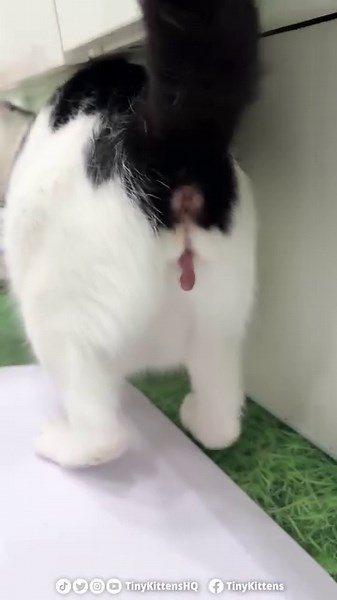 Eden's pre-labor discharge was abnormally thick, and showed lots of neutrophils under the microscope. We suspect she may have miscarried a kitten early in her pregnancy, which eventually resulted in infection. If she expelled any retained tissues during birth, this will most likely clear up on its own. Since we didn't have as good of visibility during most of the birth, we didn't get to see anything obviously problematic coming out. We are monitoring very closely, and so far, her temp is normal 