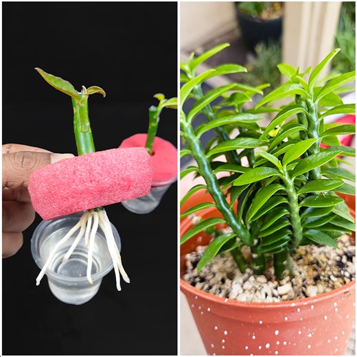 Using water for growing devil's backbone plant | Step by step guide line in this video #architecture #HomeTour #resilience #neigborhoodgathering #spirituality #localvendors #relaxation #inspirationalquotes #SpiritualGrowth #personalgrowth | Dian Creative