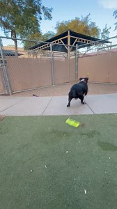 Update: Adopted!!⭐️⭐️ This is the dreamiest boy ever, Gus #A5086599 at mcacc west😇❤️ #AdoptASeniorPetMonth Gus is said to be about 7 years old and he is the most gentle of giants. Would not hurt a fly! He is a little shy at first, but comes around right away and is nothing but love and affection. Gus appears potty trained and kennel trained, takes treats gently, knows sit, allows wiping and brushing, walks well on leash with correction, and is the MOST handsome boy in school🥰 Gus does not appe