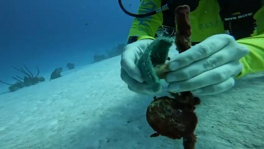 🌊🪸 Climate Resilience Project Update 🪸🌊 The fieldwork for the STINAPA Climate Resilience Project, in collaboration with Florida State University (FSU), Lenfest Ocean Program, and RASSTERLab, continues! We’re using HOBO Data Loggers to monitor water temperature at various depths—20m, 12m, 6m, and at the surface. These awesome, low-maintenance sensors help us track critical data, but they need to be manually cleaned and offloaded. Here's a peek at our team cleaning one of the existing sensors