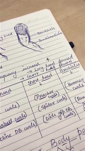 Bicep Muslces Breakdown Part 1 ✅ Whole bifurcation explained in easy words 💪🏻 #biggerarms #biceps