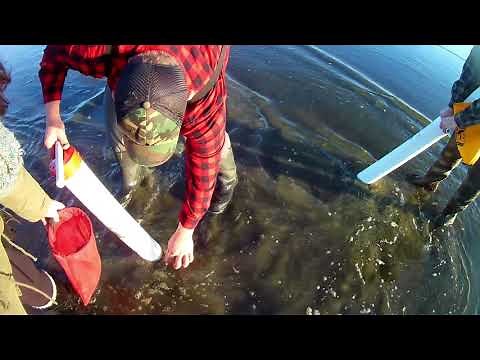 Razor Clam Digging Ocean Shores, WA. Pacific Ocean