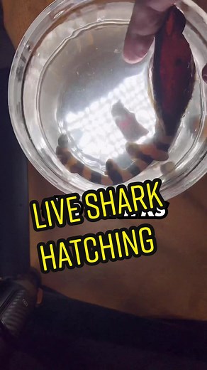 The casing was a lot tougher than I thought. #shark #sharkegg #thereefdoc