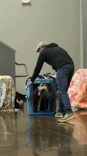 The Good Dog (Sean O’Shea) on Instagram: "Teaching a struggling dog to settle in the crate… When Teddy arrived at our 5 day shelter, rescue, foster workshop he set off the entire room with his constant rhythmic panting and guttural groaning. I was told that no matter what was tried his behavior never improved. But of course this wasn’t the only issue. He would bum-rush out of the crate, drag his handler on leash, fly through thresholds, explode at dogs, and overall struggled with a super chaotic