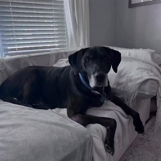 Rest easy sweet Sammy ❤️5/25/12-9/25/25❤️ A note from his family @theblacklabrador_poppy “We had to say goodbye to my first Labrador, Sammy. My parents got him when I was 20 and still living at home. He was our first lab and the one who made me a lab lover❤️ the absolute best boy. He and Poppy quickly became best friends and had lots of sleepovers over the last 2 years. We will miss our boy so much.” #foreverinourhearts | talesofalab