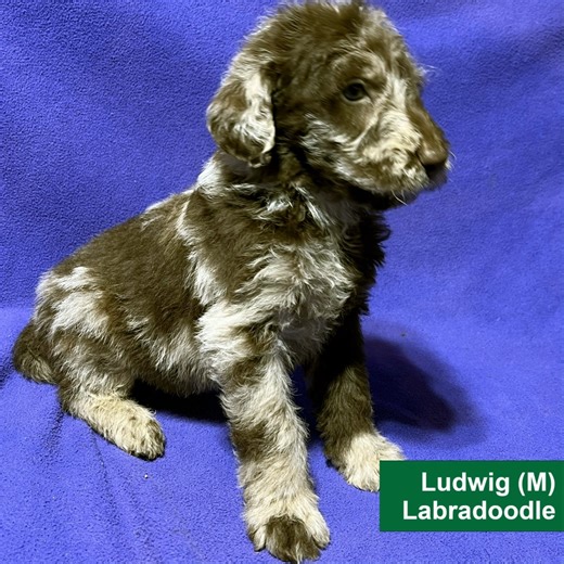 Meet our holiday Labradoodles! These aren't your typical Labradoodles... mixed with a Blue Merle Doodle, the markings are amazing to see! The litter will be ready to join your family on Dec. 23. Call or text Joe at (612) 751-0653 to reserve your choice or arrange a time to meet them in person. 🥰 NorthernPineDoodles.com #HolidayPuppies #labradoodles #puppiesofFacebook #puppiesofinstagram | Northern Pine Doodles