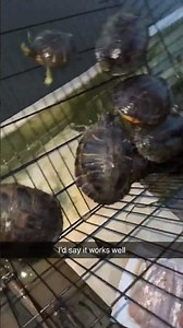 Homemade turtle trap worked pretty well