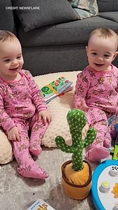 👶🌵👶 Identical twins have a blast playing with 'mocking cactus' on their first Christmas ▶︎▶︎ Discover more: https://www.ganjing.com/channel/1fli63iumi57vKeDTVpZWiwpn1r60c #GanJingWorld #baby #twins #kids #kidsvideo #family #humor | Gan Jing World