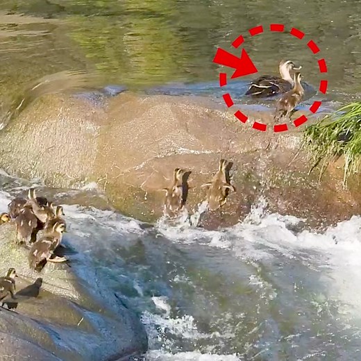 Resilient Ducklings: A Heartwarming Story of Perseverance