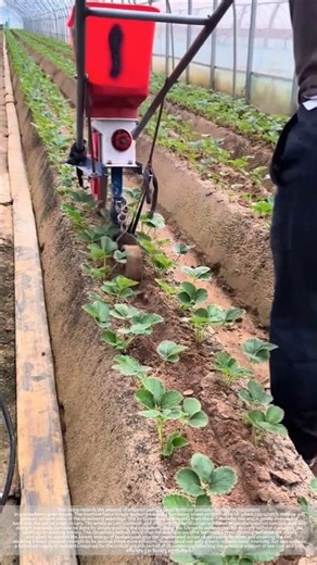 Strawberry fertilization – good tools and machinery make work more efficient