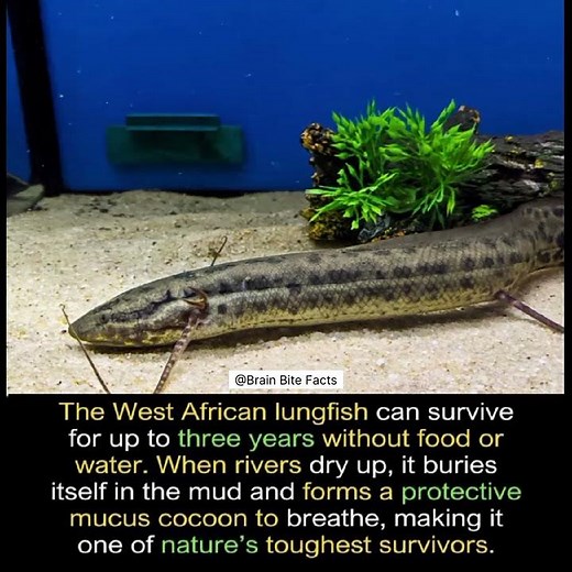 “The Fish That Sleeps for 3 Years 😱 | Nature’s Toughest Survivor”